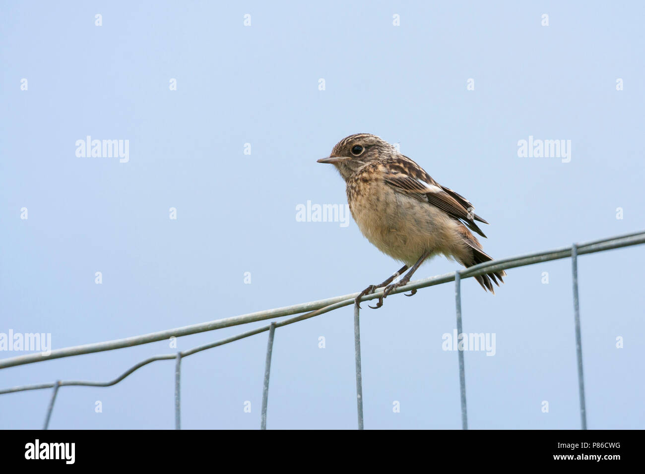Juvenile stonechat High Resolution Stock Photography and Images - Alamy