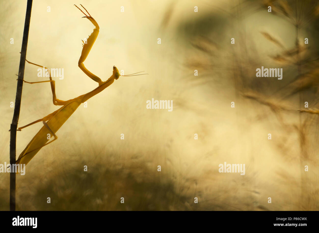 Europese bidsprinkhaan hi-res stock photography and images - Alamy