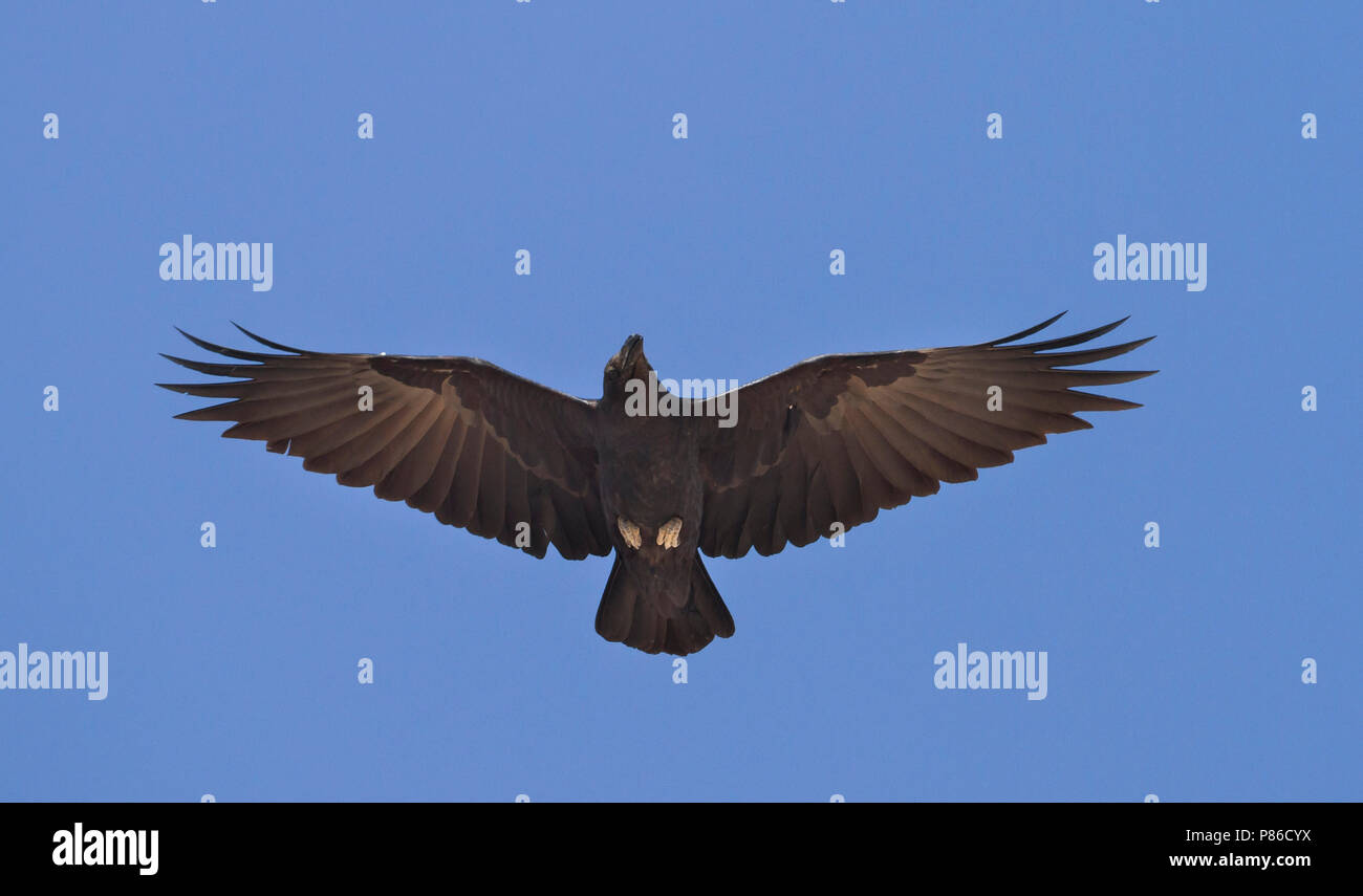 Fan-tailed Raven - Borstenrabe - Corvus rhipidurus, Oman Stock Photo ...