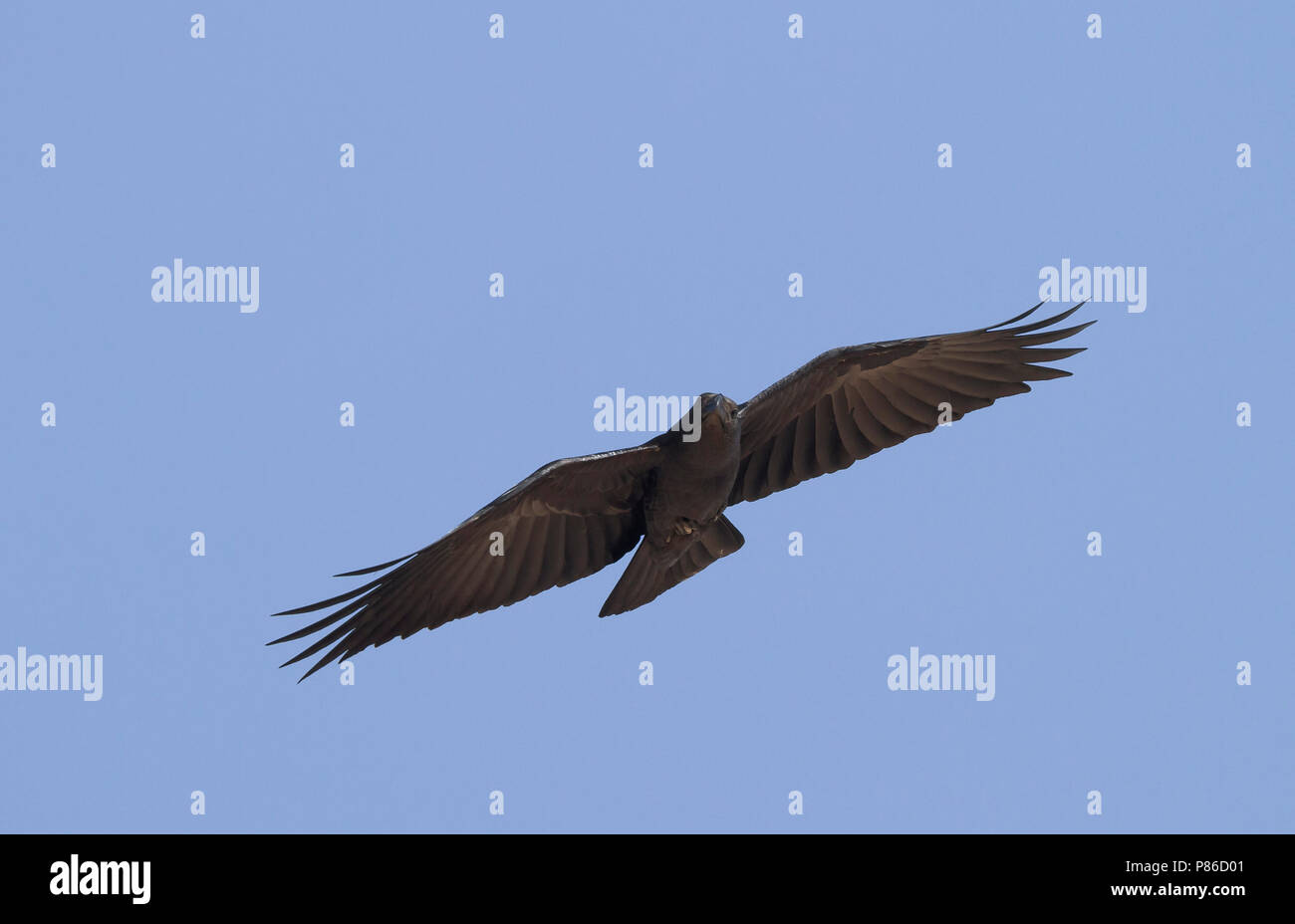 Fan-tailed Raven - Borstenrabe - Corvus rhipidurus, Oman Stock Photo ...