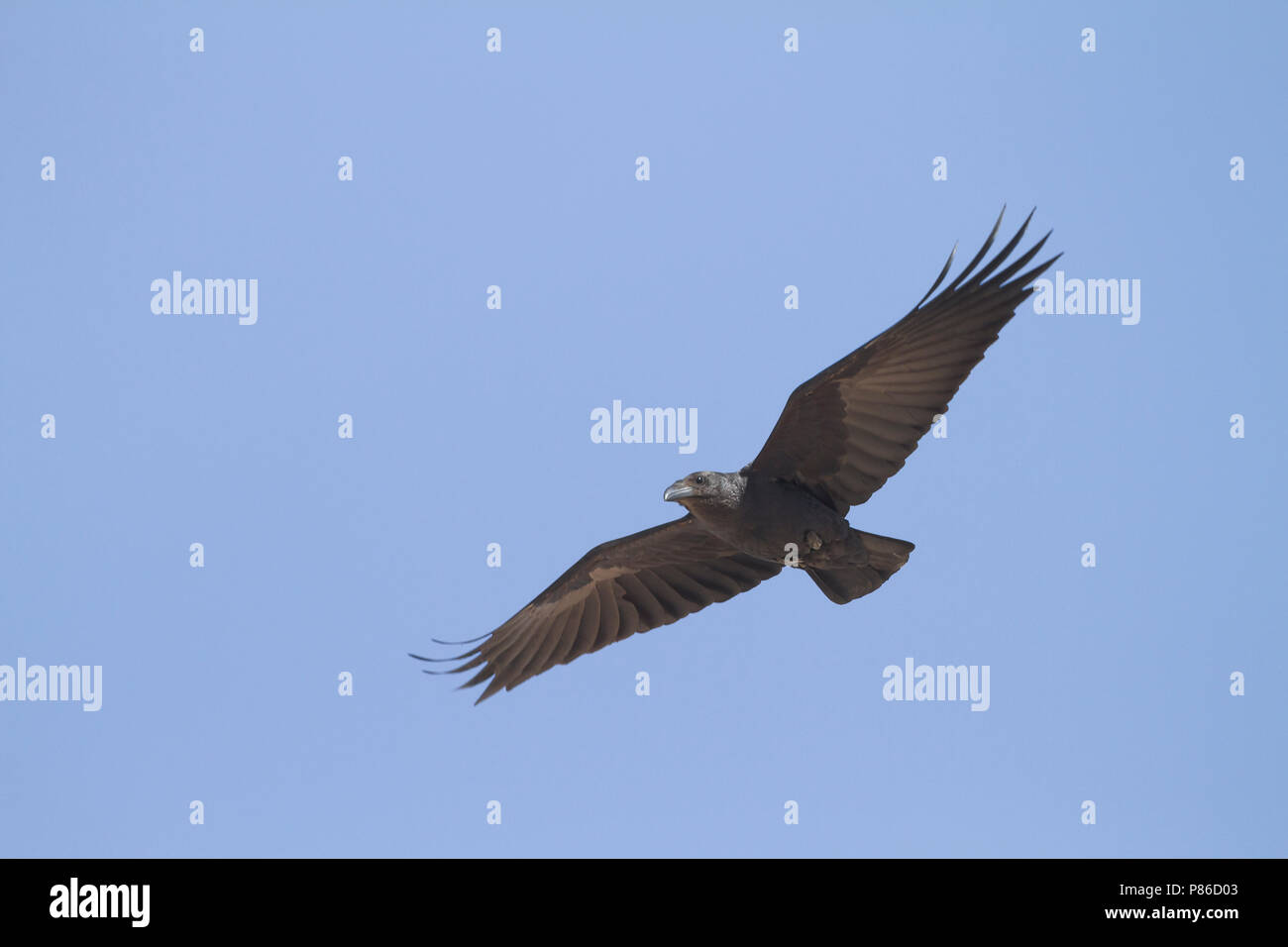 Fan-tailed Raven - Borstenrabe - Corvus rhipidurus, Oman Stock Photo ...