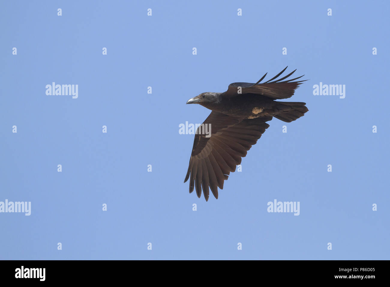 Fan tailed raven corvus rhipidurus hi-res stock photography and images ...
