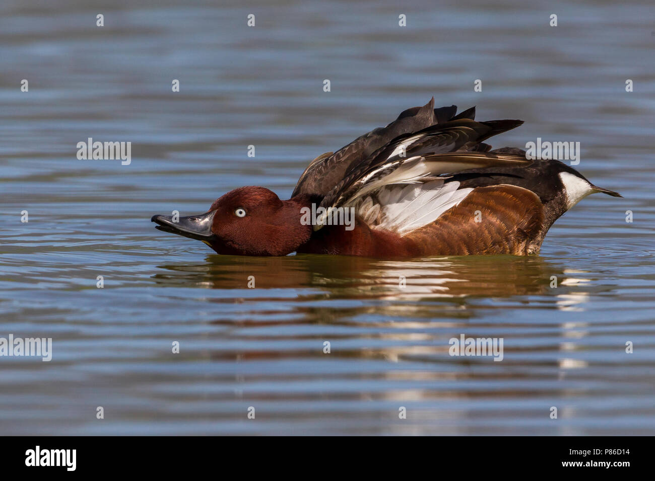 Witoogeend; Aythya nyroca; Ferruginous Duck Stock Photo - Alamy
