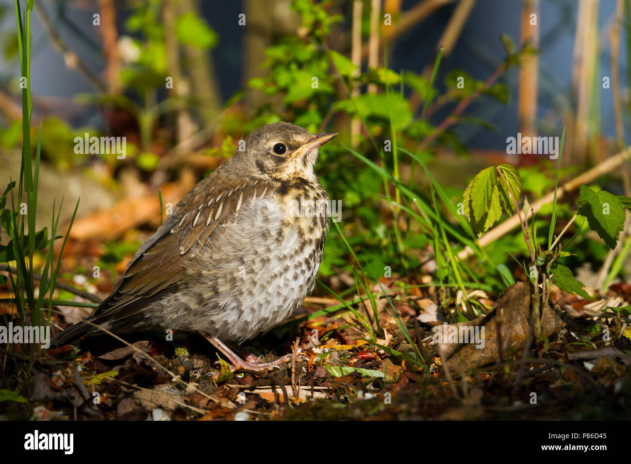 Fieldfare - Wacholderdrossel - Turdus pilaris, Germany, juvenile Stock ...