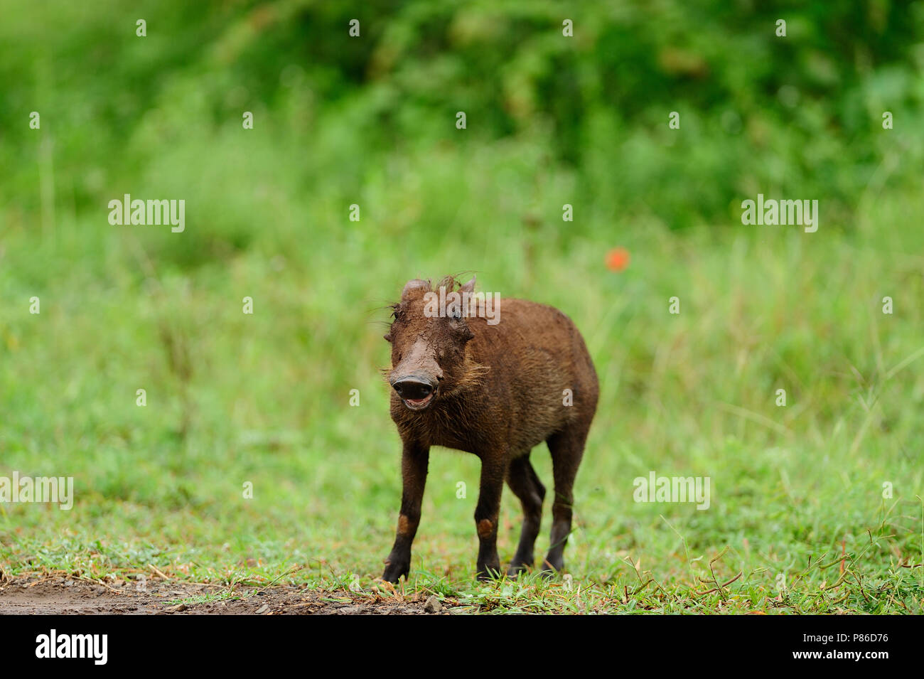 Warthog common warthog, wild pig African hog Stock Photo - Alamy