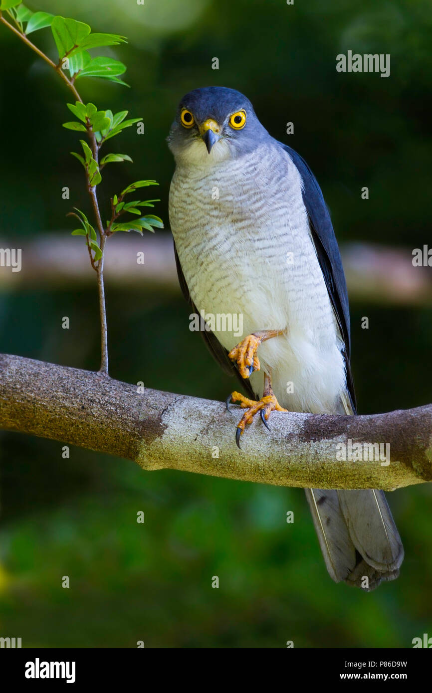 Accipiter francesiae hi-res stock photography and images - Alamy