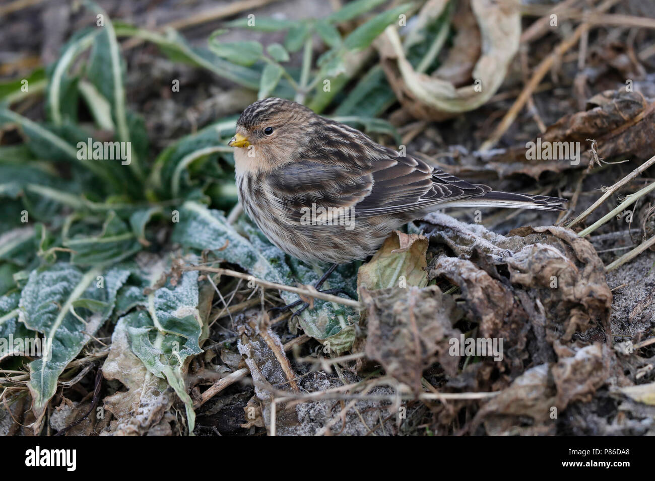 Twite hi-res stock photography and images - Alamy