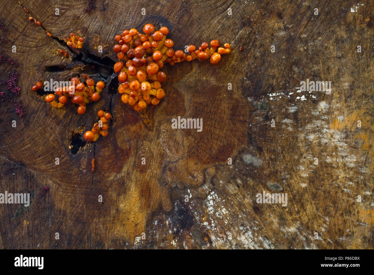 Paddestoelen hi-res stock photography and images - Alamy