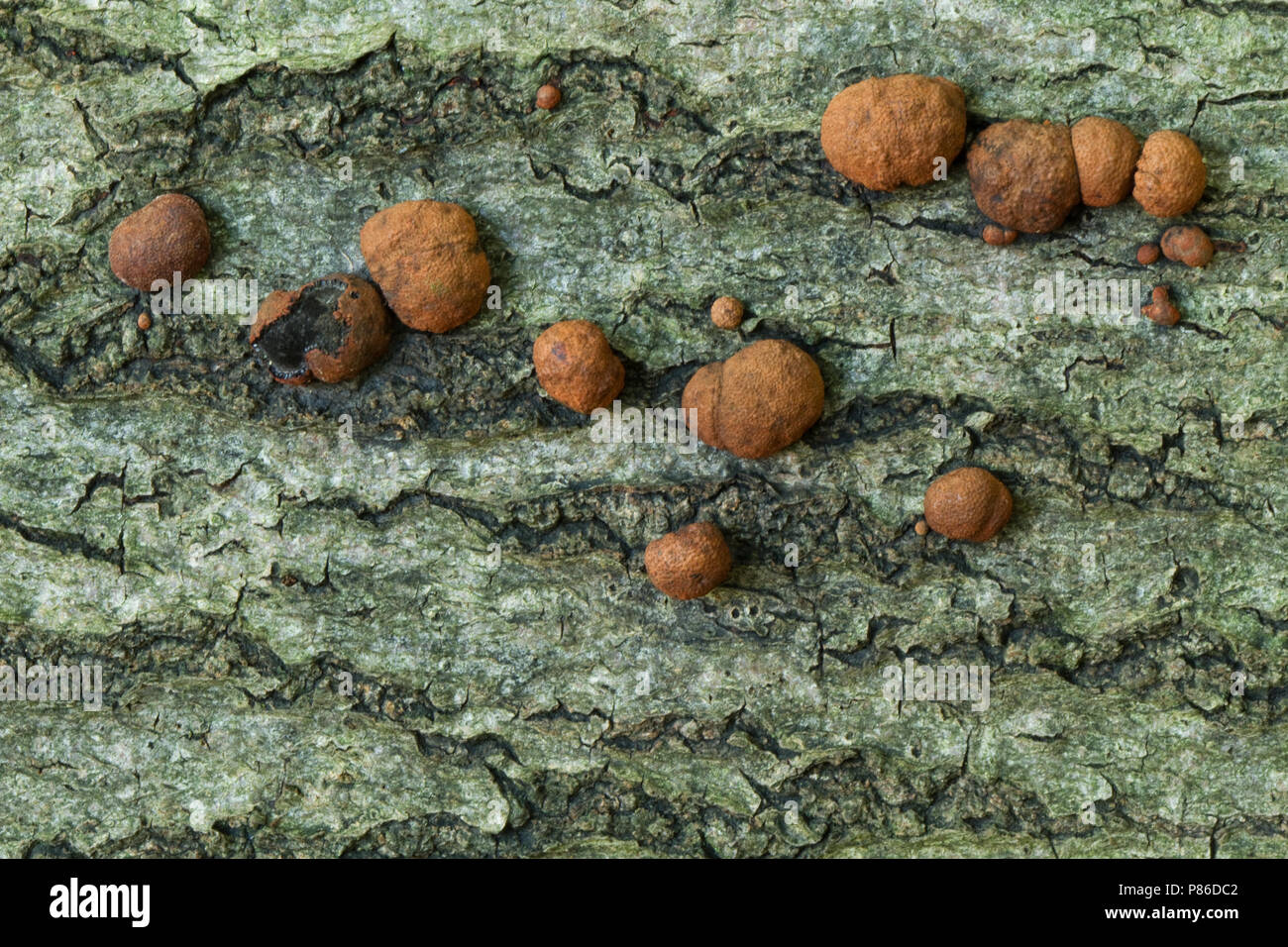 Paddestoelen hi-res stock photography and images - Alamy