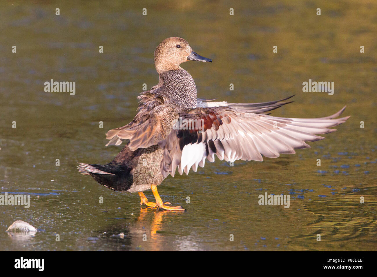 Krakeenden hi-res stock photography and images - Alamy