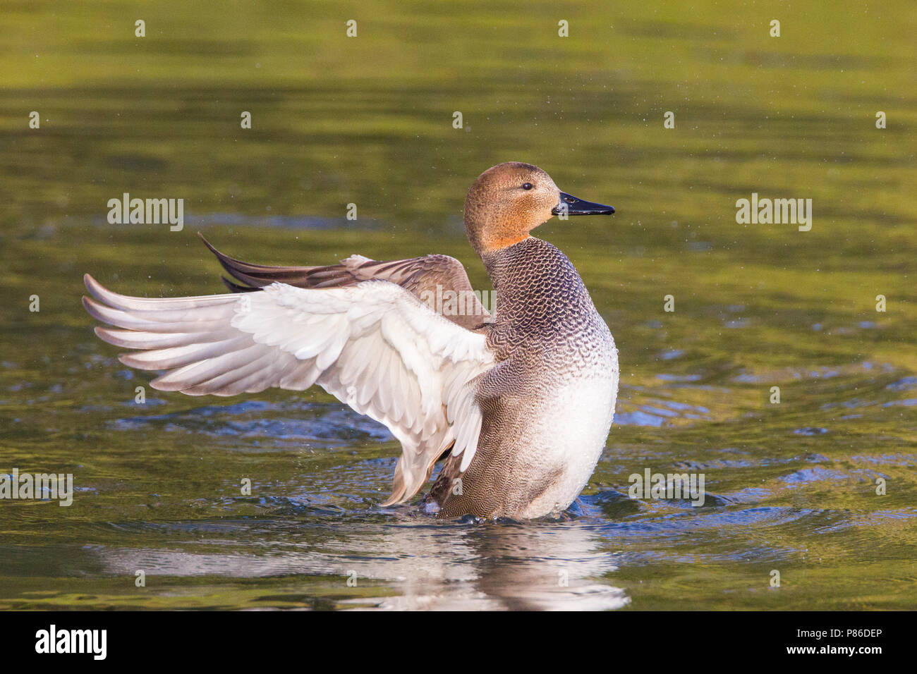 Male and female gadwall ducks hi-res stock photography and images - Alamy