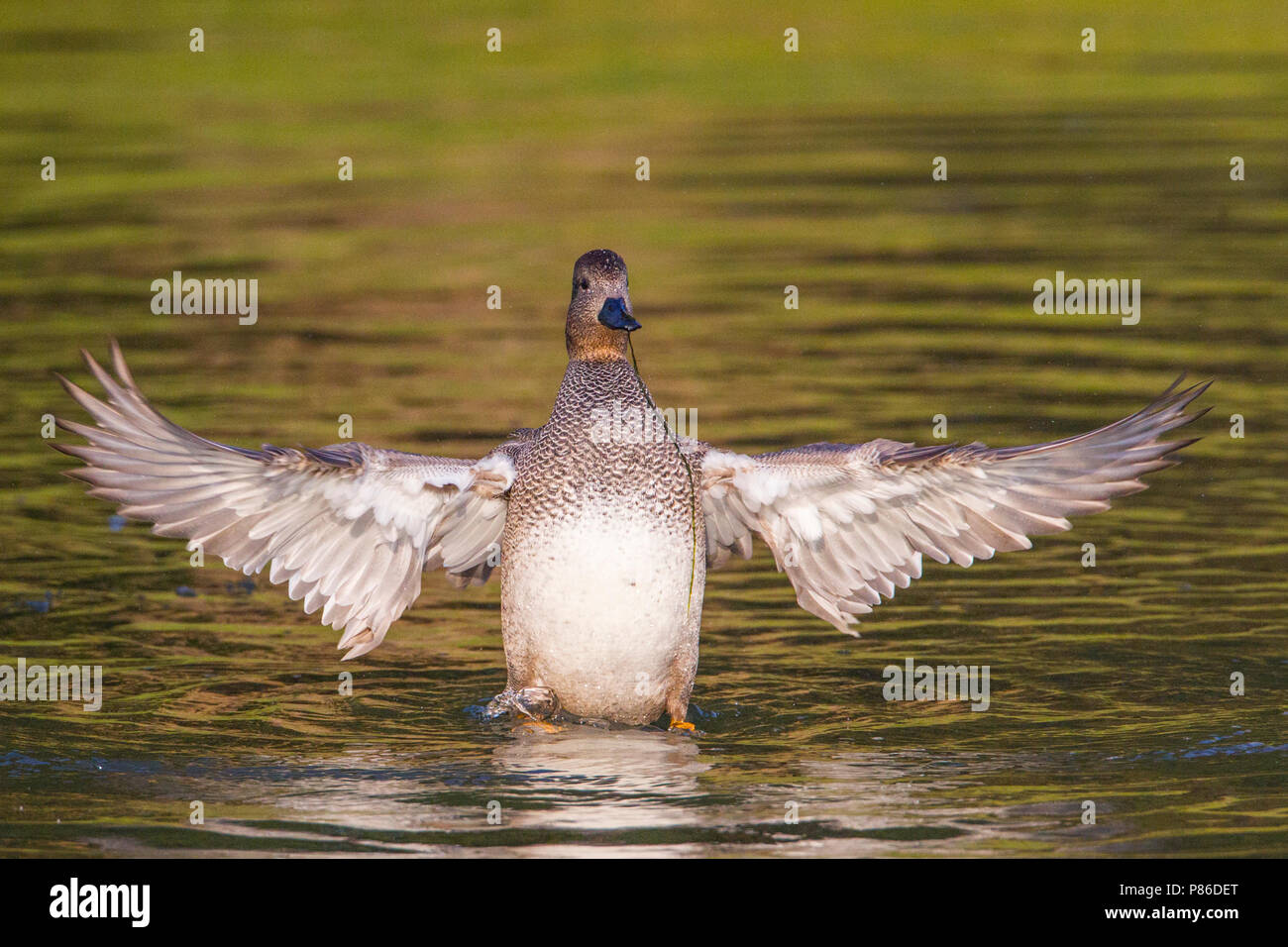 Krakeenden hi-res stock photography and images - Alamy
