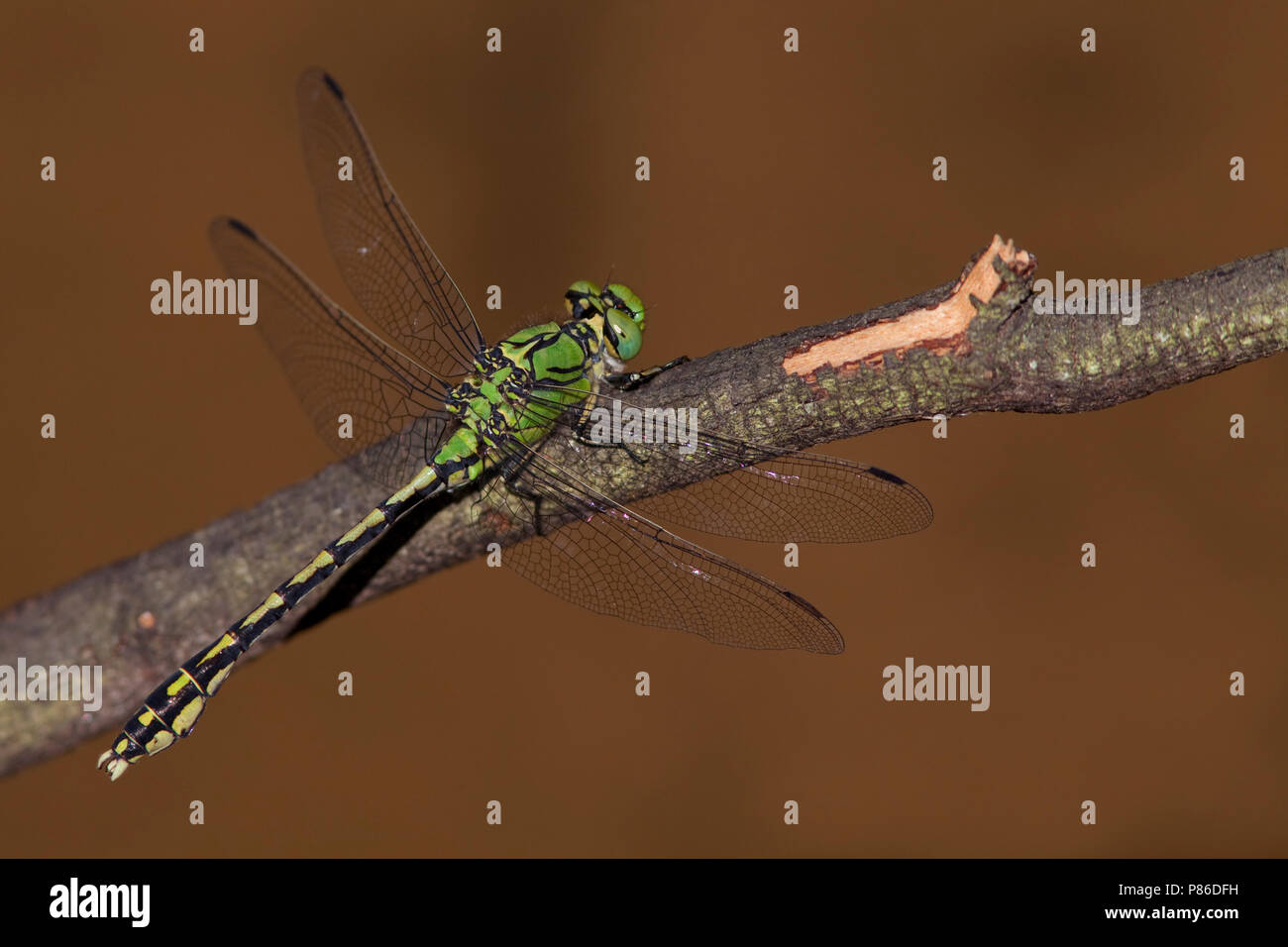 The green snaketail hi-res stock photography and images - Alamy