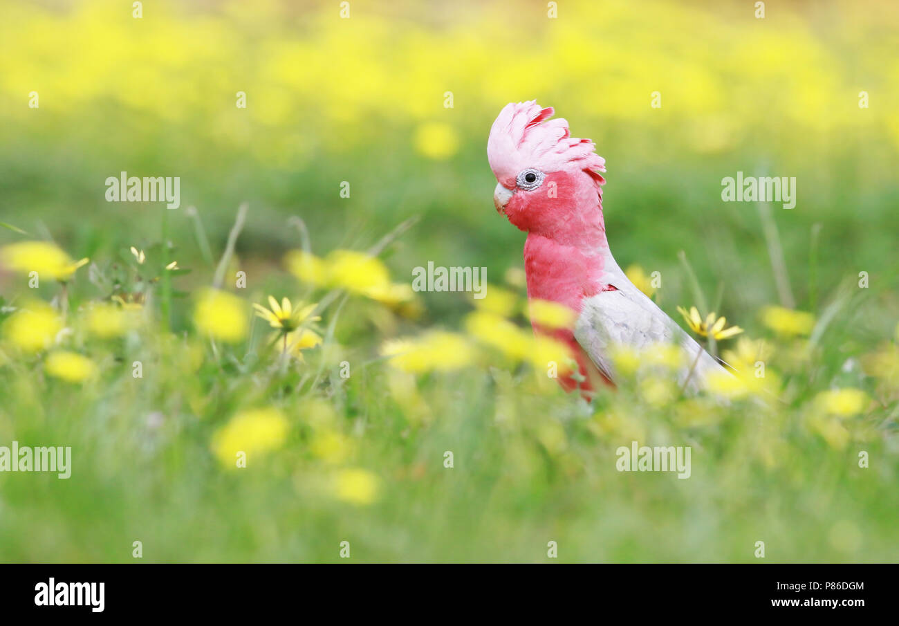 Roze Kaketoe, Galah, Eolophus roseicapilla Stock Photo - Alamy