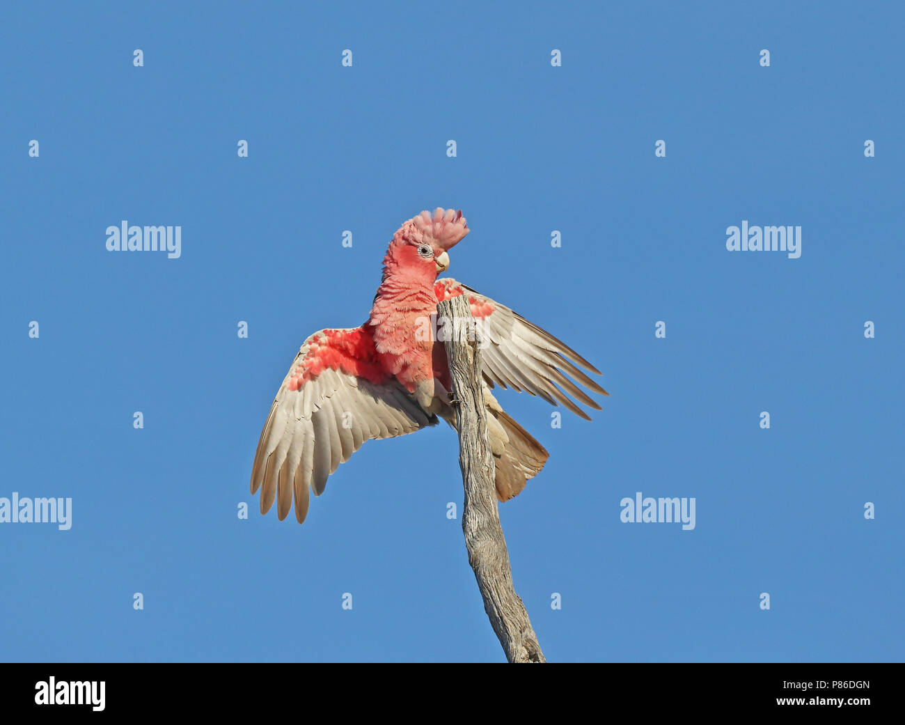 Roze kaketoe hi-res stock photography and images - Alamy