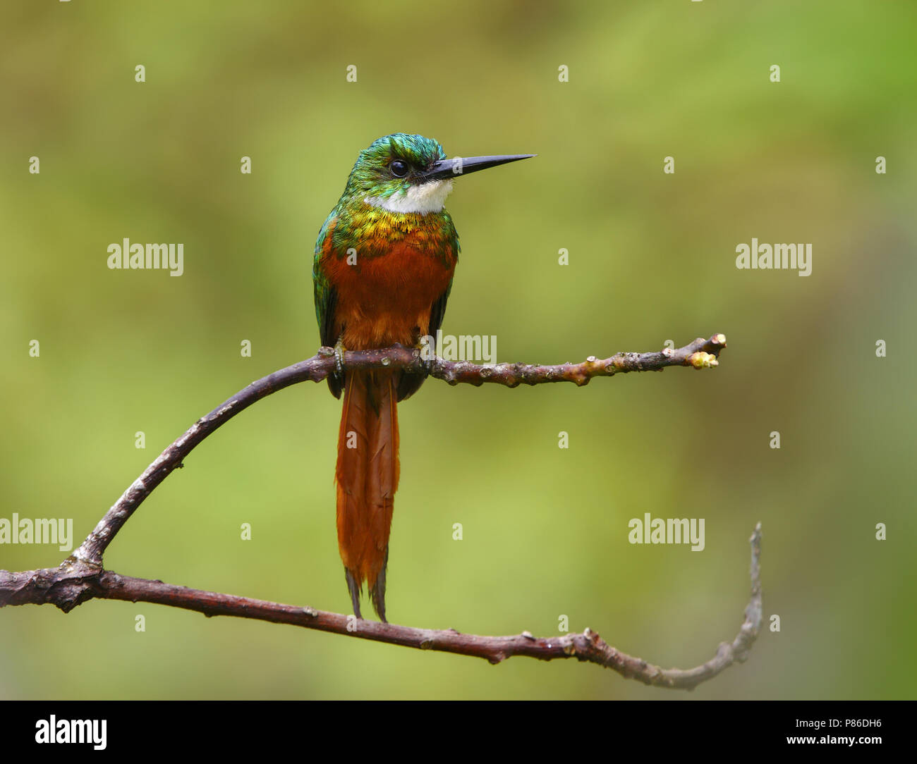 Rufous-tailed Jacamar, Galbula ruficauda Stock Photo - Alamy