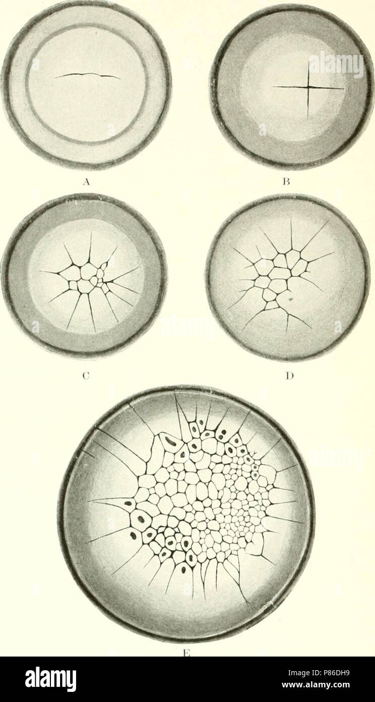 "The development of the chick; an introduction to embryology" (1908 ...