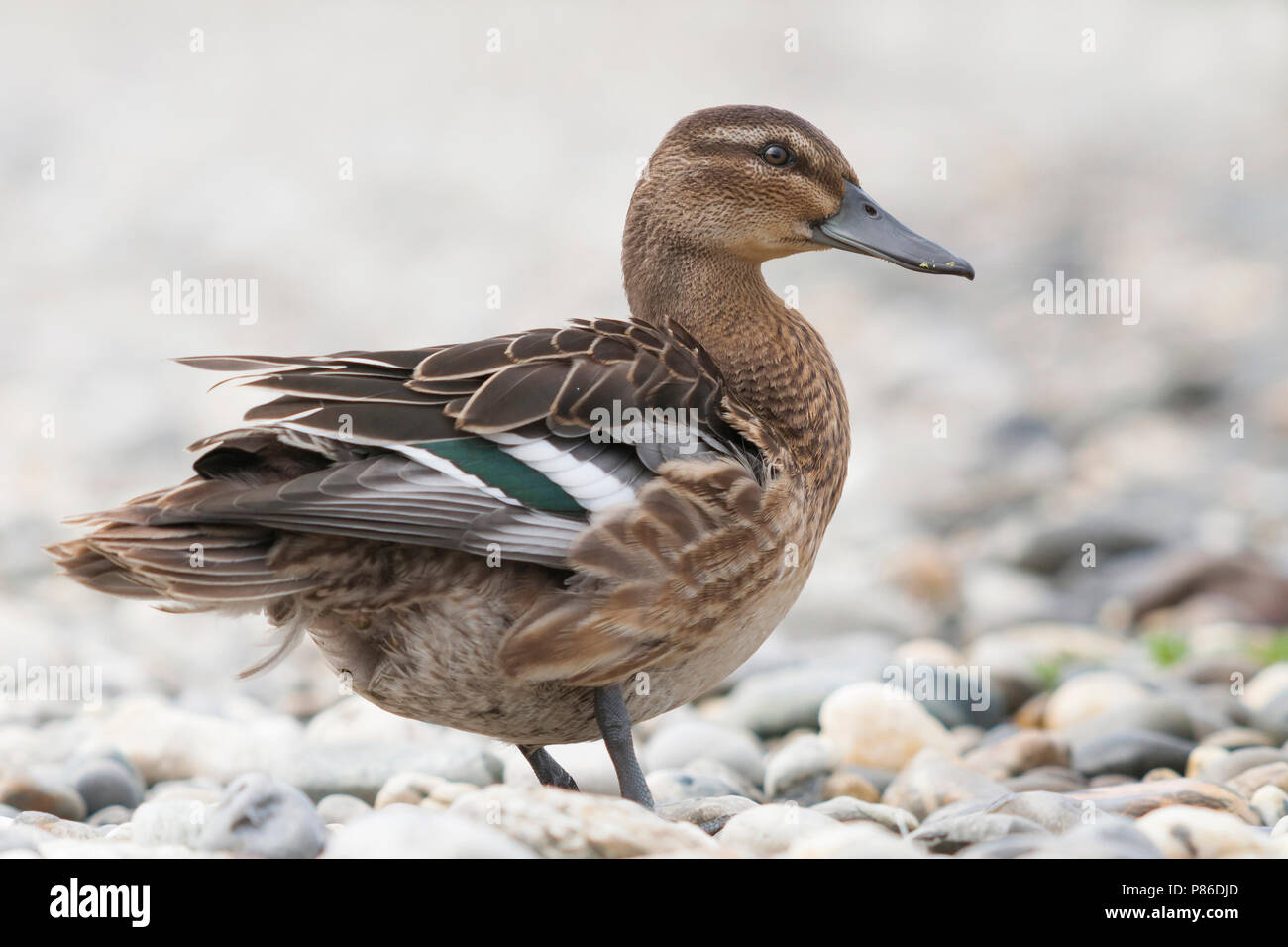 Garganey eclipse hi-res stock photography and images - Alamy