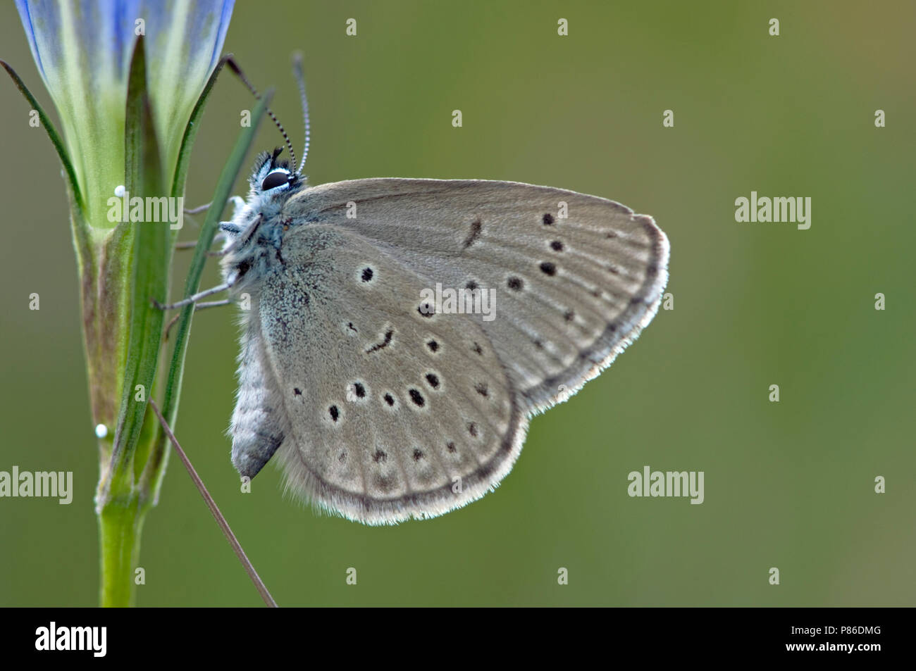 Alcon blue butterfly hi-res stock photography and images - Alamy
