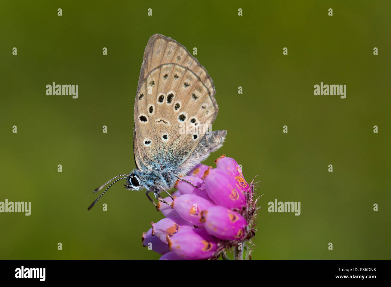 Alcon hi-res stock photography and images - Alamy