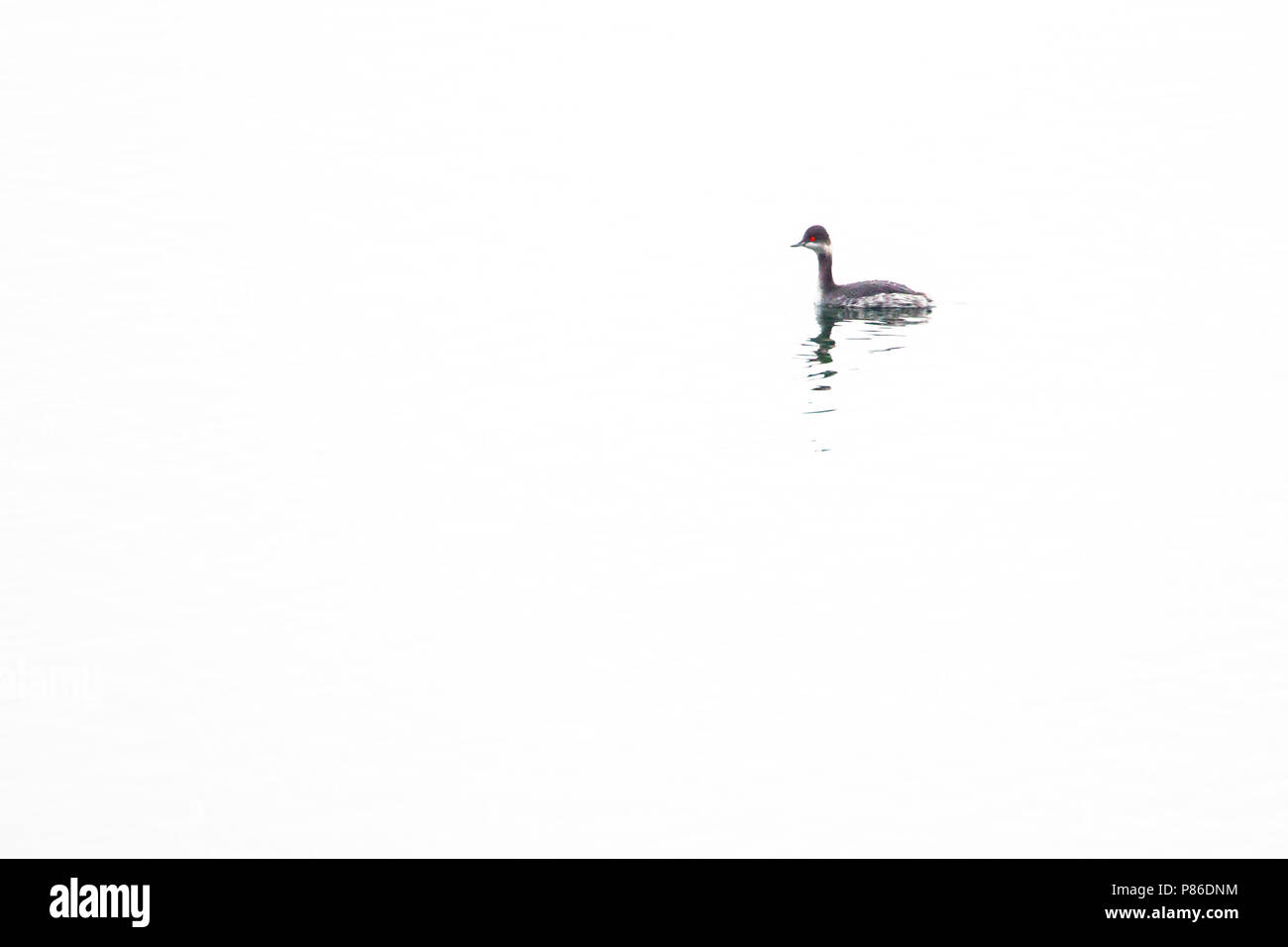 Winterplumage Cut Out Stock Images & Pictures - Alamy