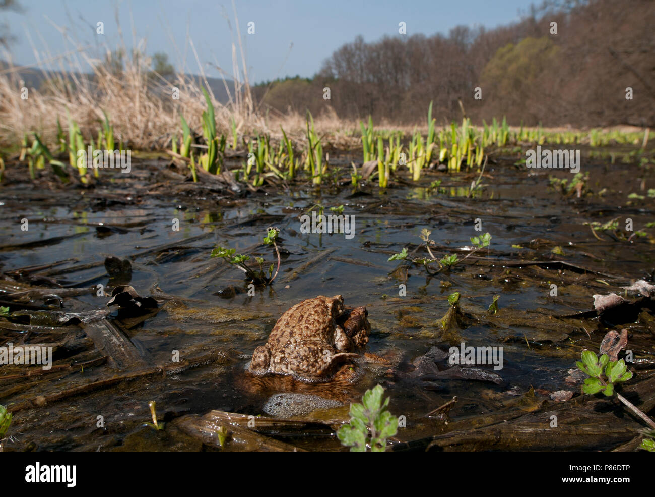 Parende Gewone pad, Mating Common Toad Stock Photo - Alamy