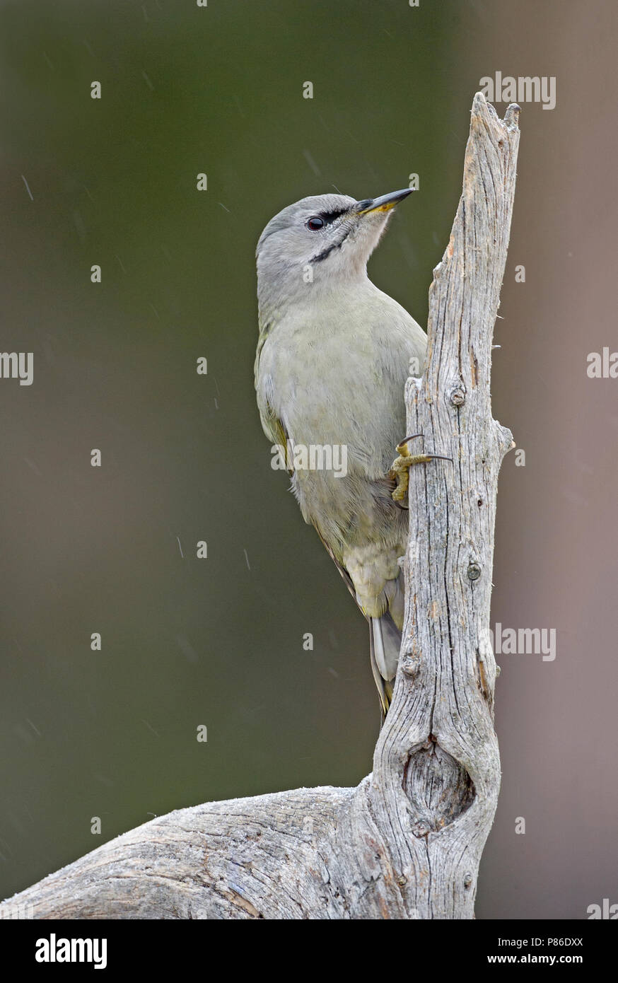 Green faced bird hi-res stock photography and images - Alamy
