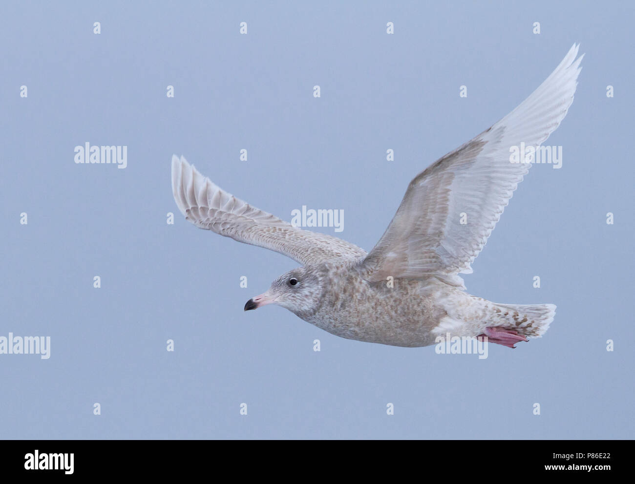 Glaucous Gull (Larus hyperboreus ssp. hyperboreus), Norway, 2 cy Stock ...