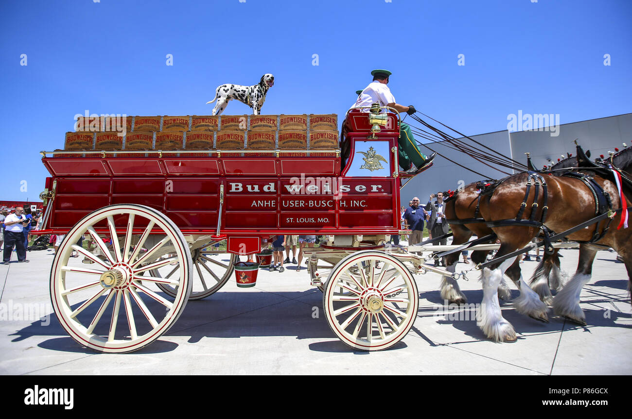 Budweiser Clydesdales Wagon Food City To Host The Budweiser