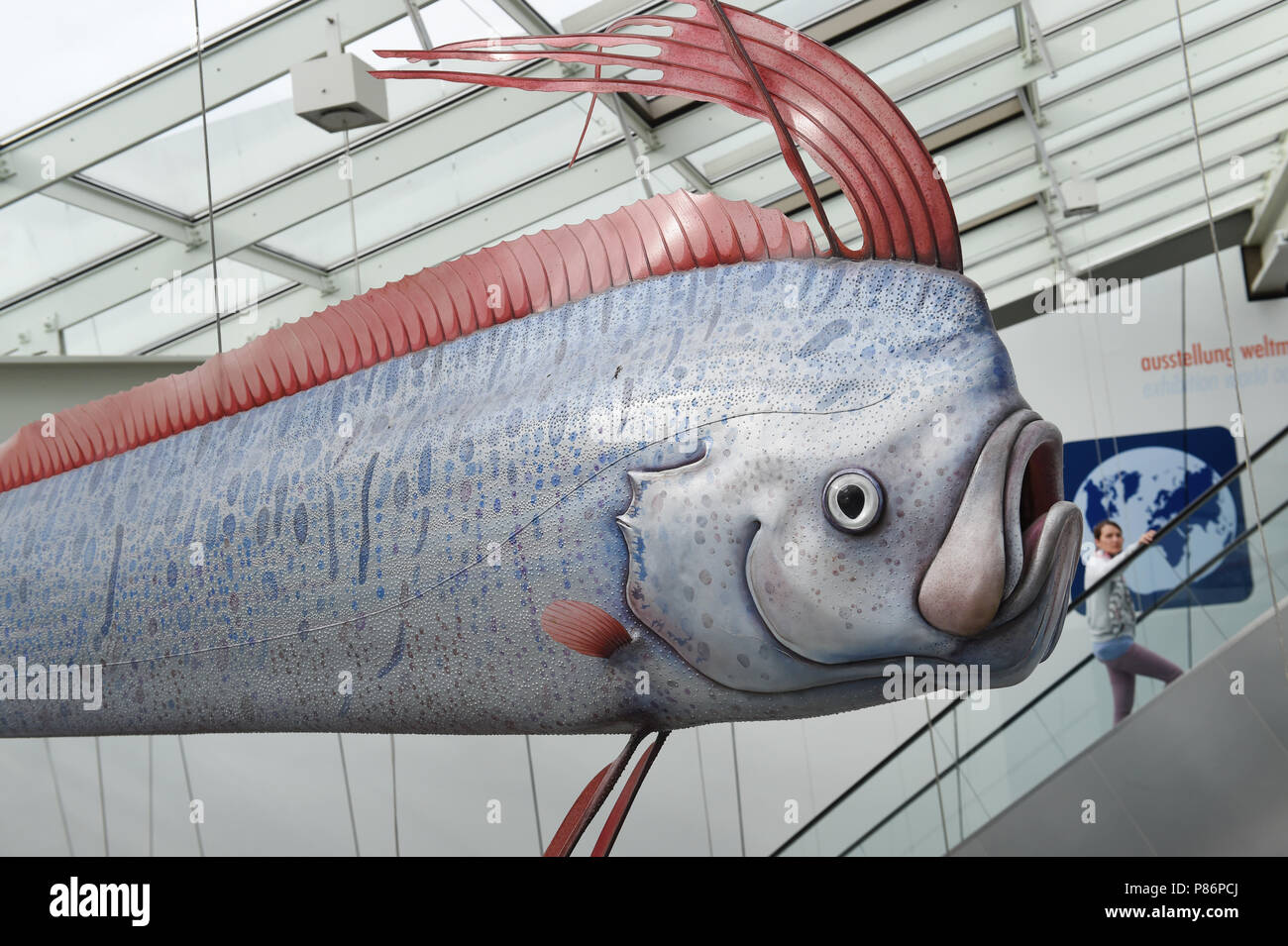 Oarfish hi-res stock photography and images - Alamy