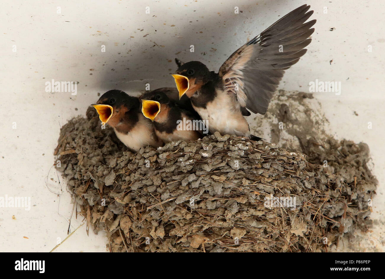 Swallows of asia hi-res stock photography and images - Alamy