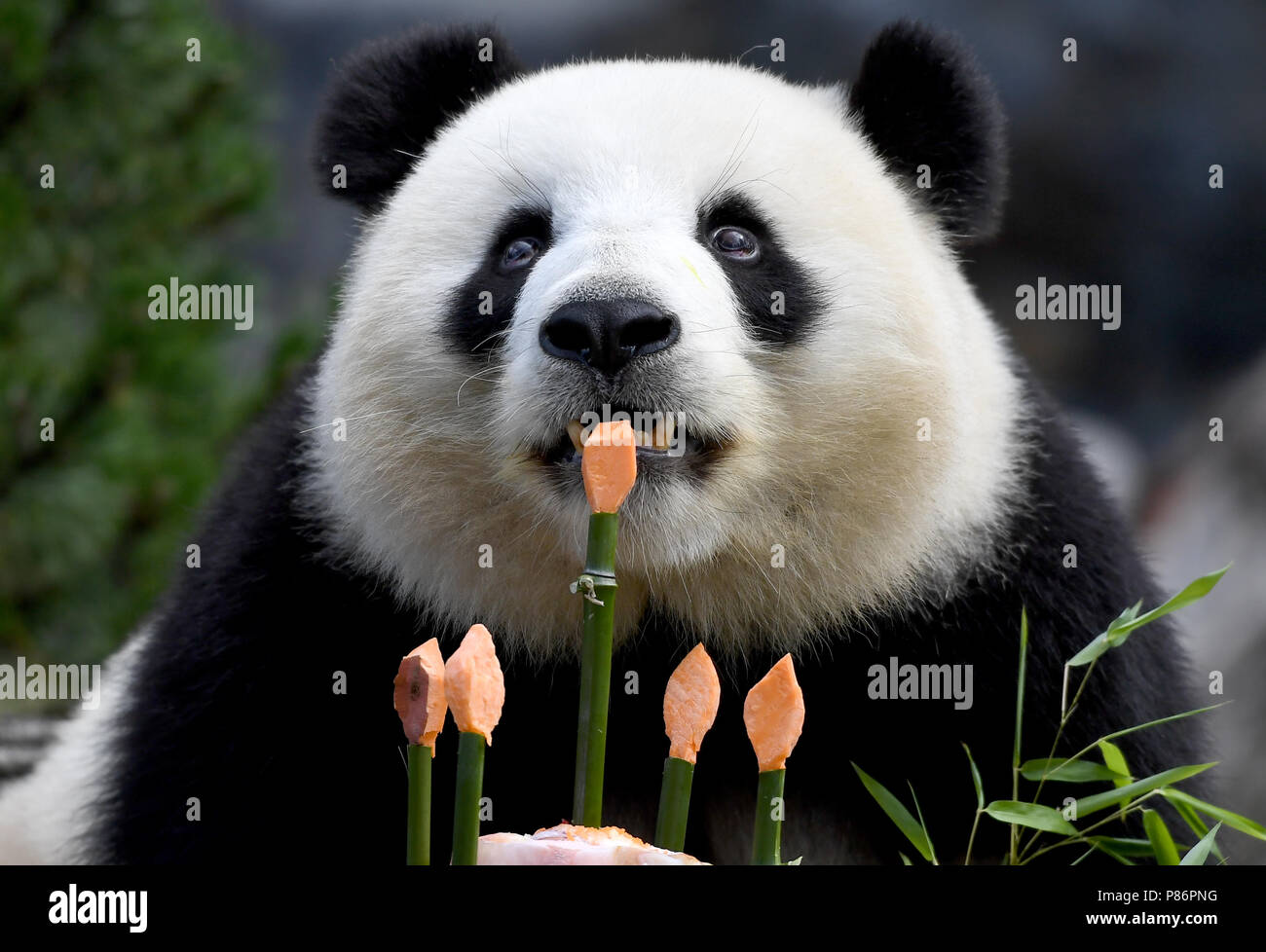 Berlin, Germany. 10th July, 2018. Panda female Meng Meng takes a look ...