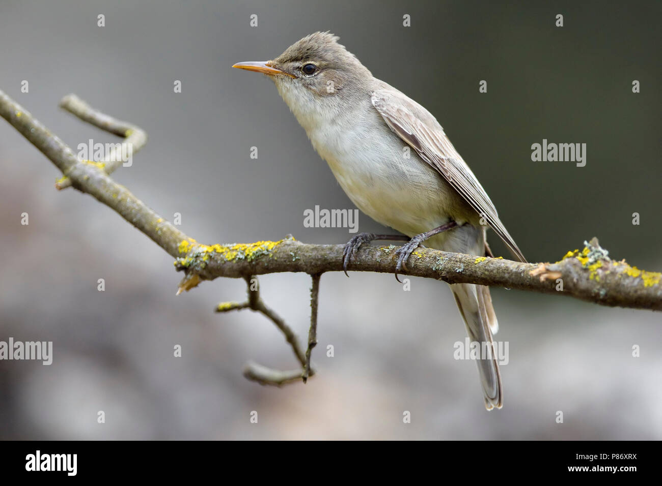Olive-tree Warbler in Turkey Stock Photo - Alamy