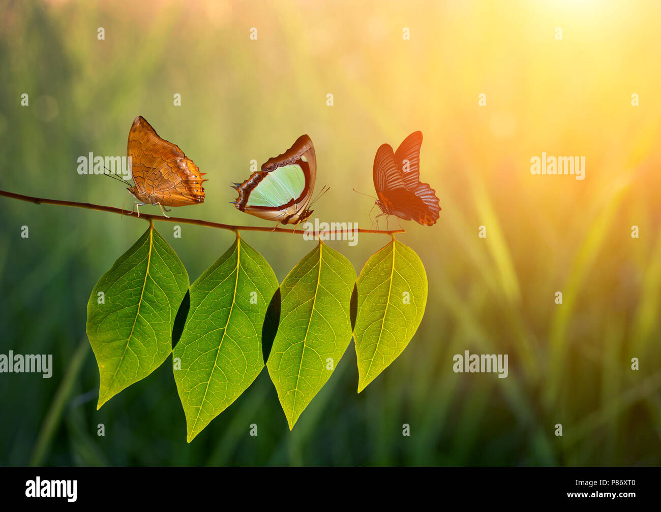 Three butterfly on green leaf and sunlight - butterfly and sunlight ...