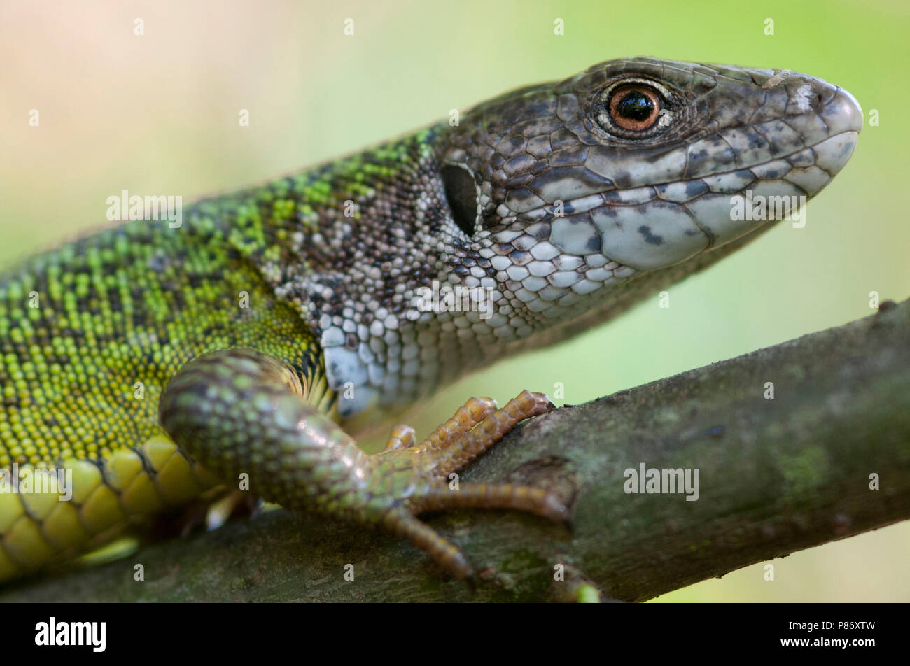 Close up van de kop van een Oostelijke smaragdhagedis, Closeup of the ...