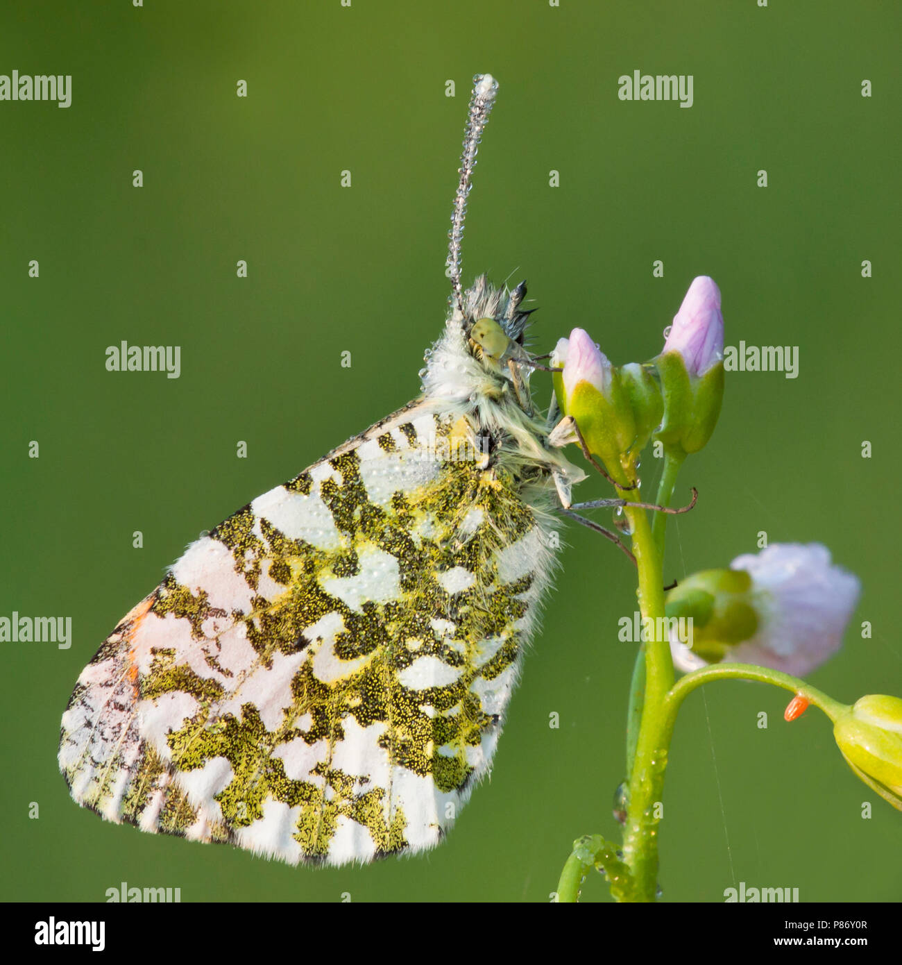 Oranjetipje, Orange Tip Stock Photo - Alamy