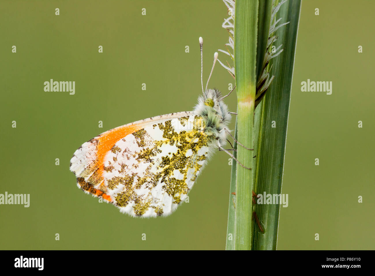 Oranjetipje, Orange Tip Stock Photo - Alamy