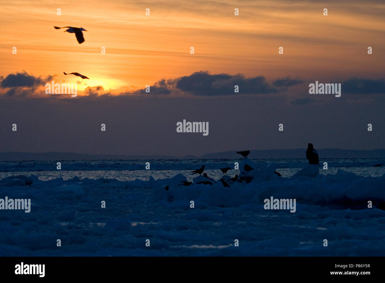 Pakijs op Hokkaido, Pach-ice at Hokkaido Stock Photo - Alamy