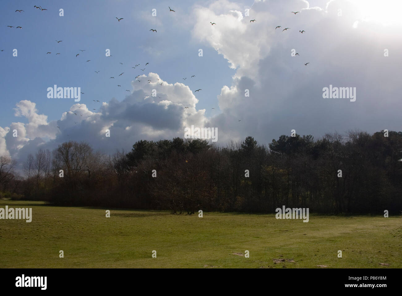 Pan van Persijn, Panbos Stock Photo - Alamy