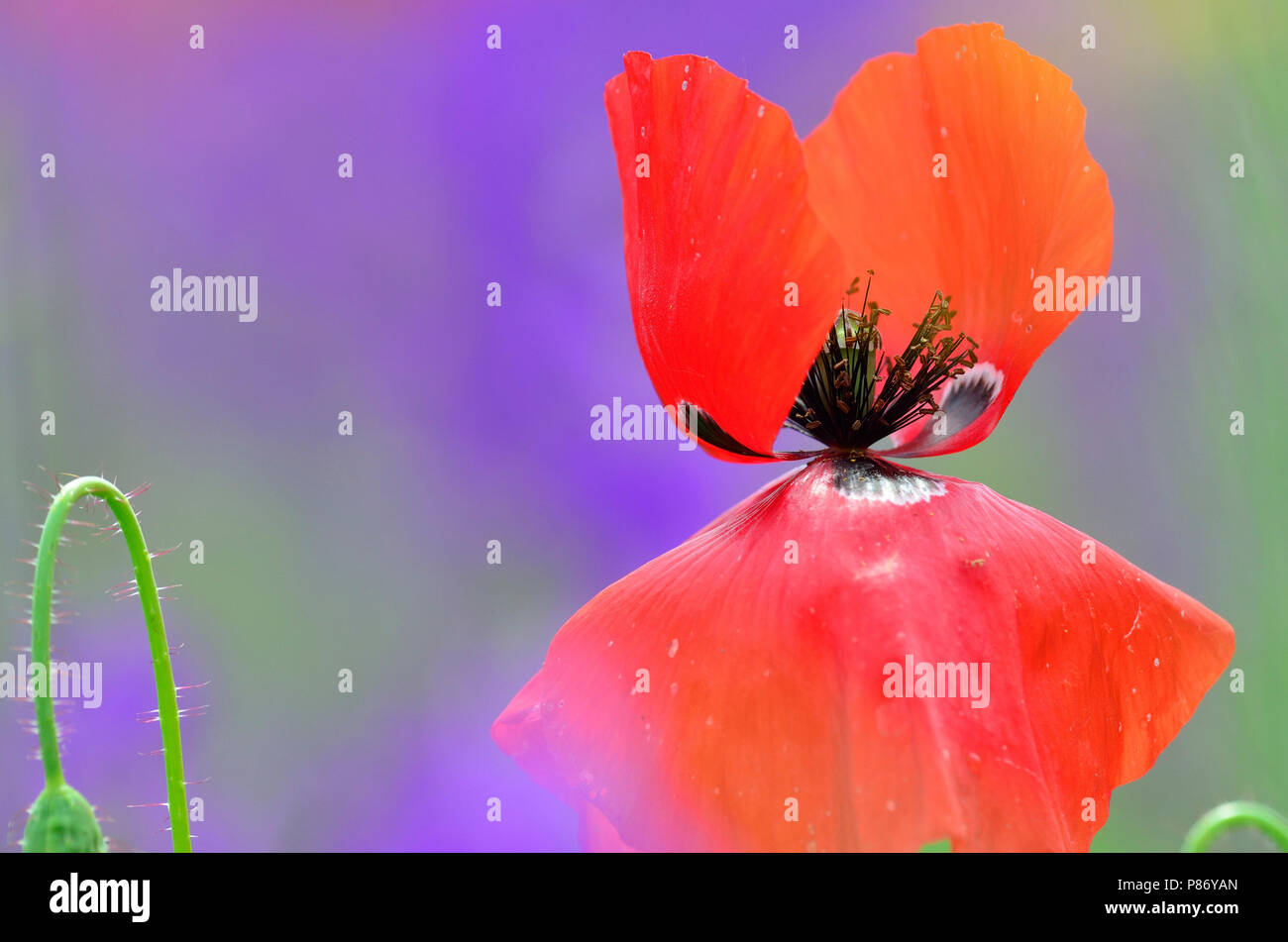 Klaprozen hi-res stock photography and images - Alamy