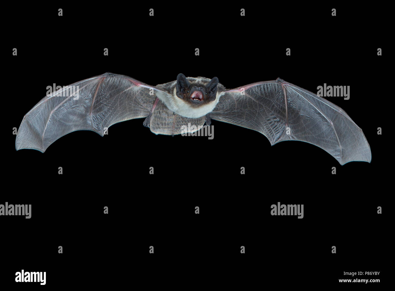 Tweekleurige Vleermuis, Parti-coloured Bat, Vespertilio murinus Stock ...
