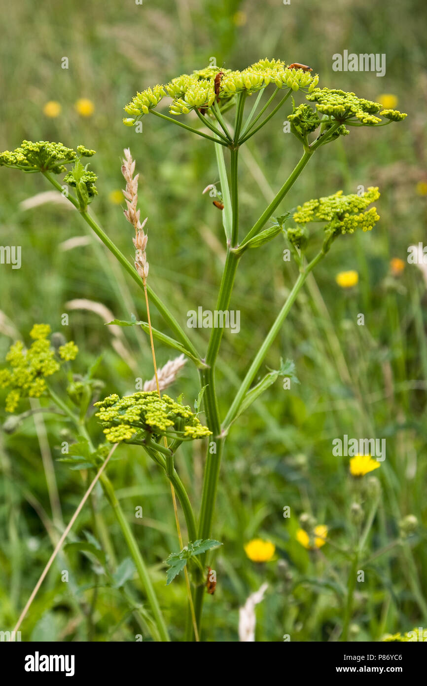 Pastinaak hi-res stock photography and images - Alamy