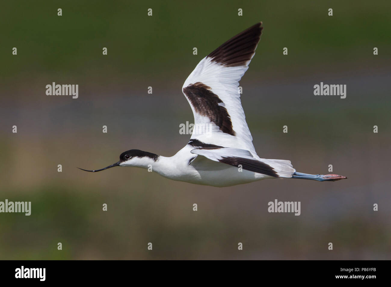 Avocetta hi-res stock photography and images - Alamy