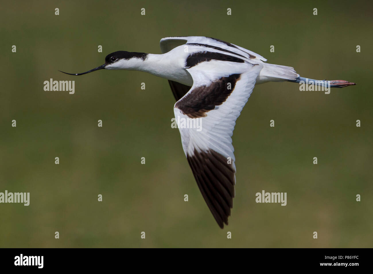Avocetta hi-res stock photography and images - Alamy