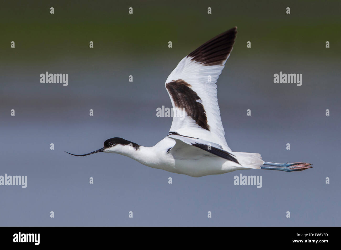 Avocetta hi-res stock photography and images - Alamy