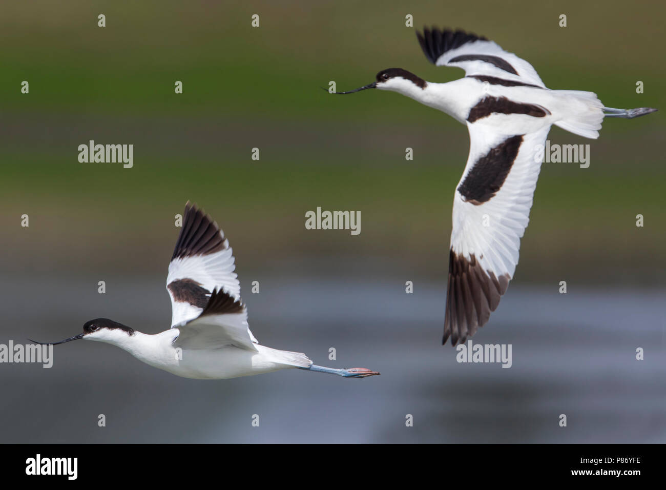 Avocetta hi-res stock photography and images - Alamy