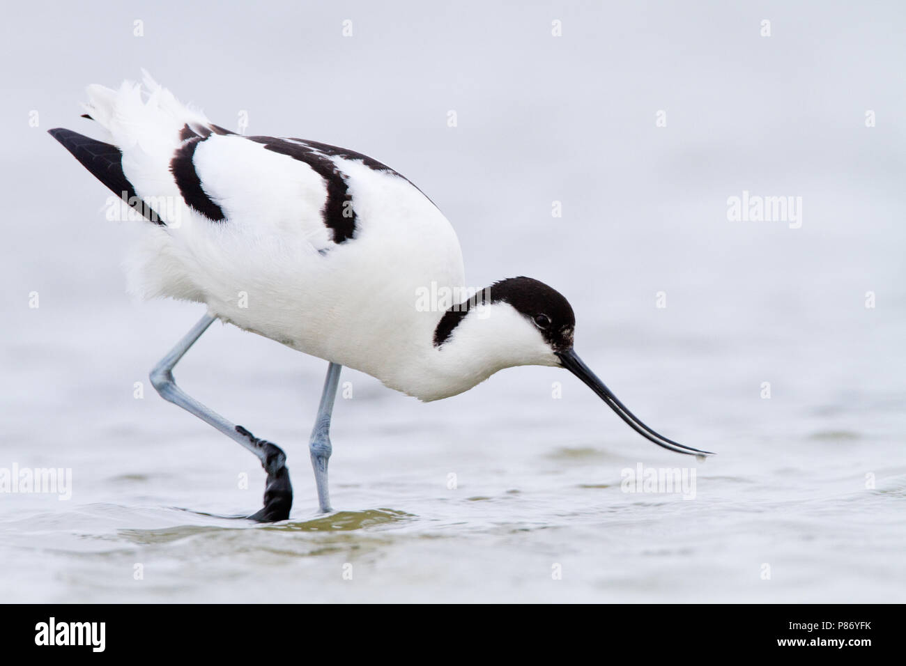 Kluut volwassen foeragerend in water; Pied Avocet adult foraging in ...