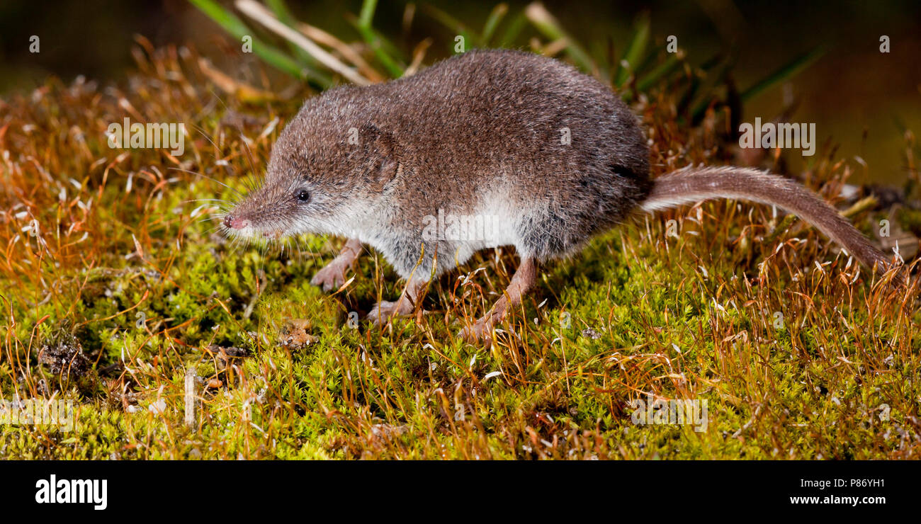 Pygmy shrew hi-res stock photography and images - Alamy
