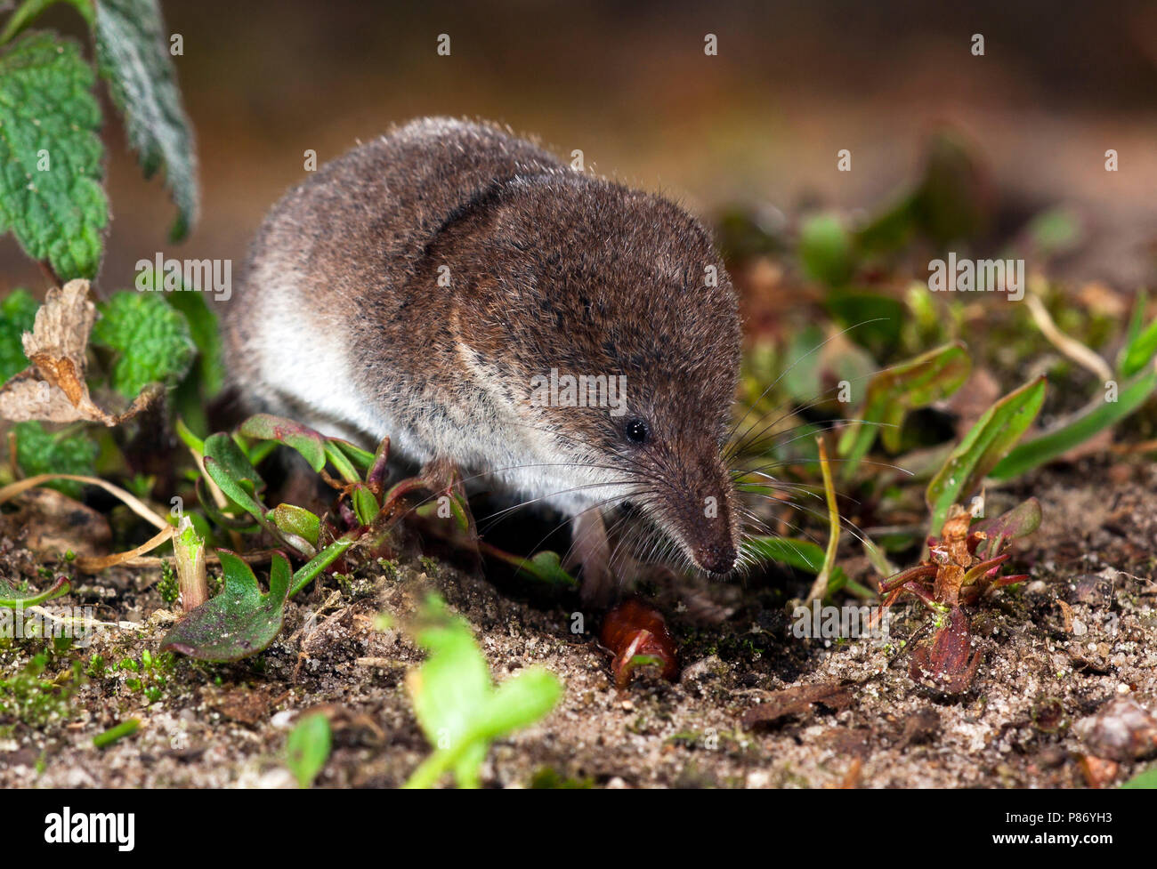 Pygmy shrew hi-res stock photography and images - Alamy