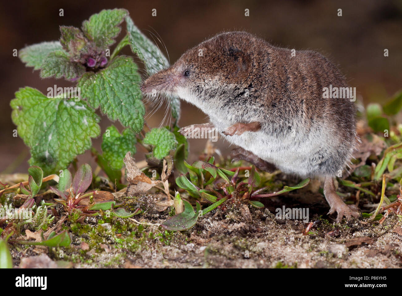 Pygmy shrew hi-res stock photography and images - Alamy